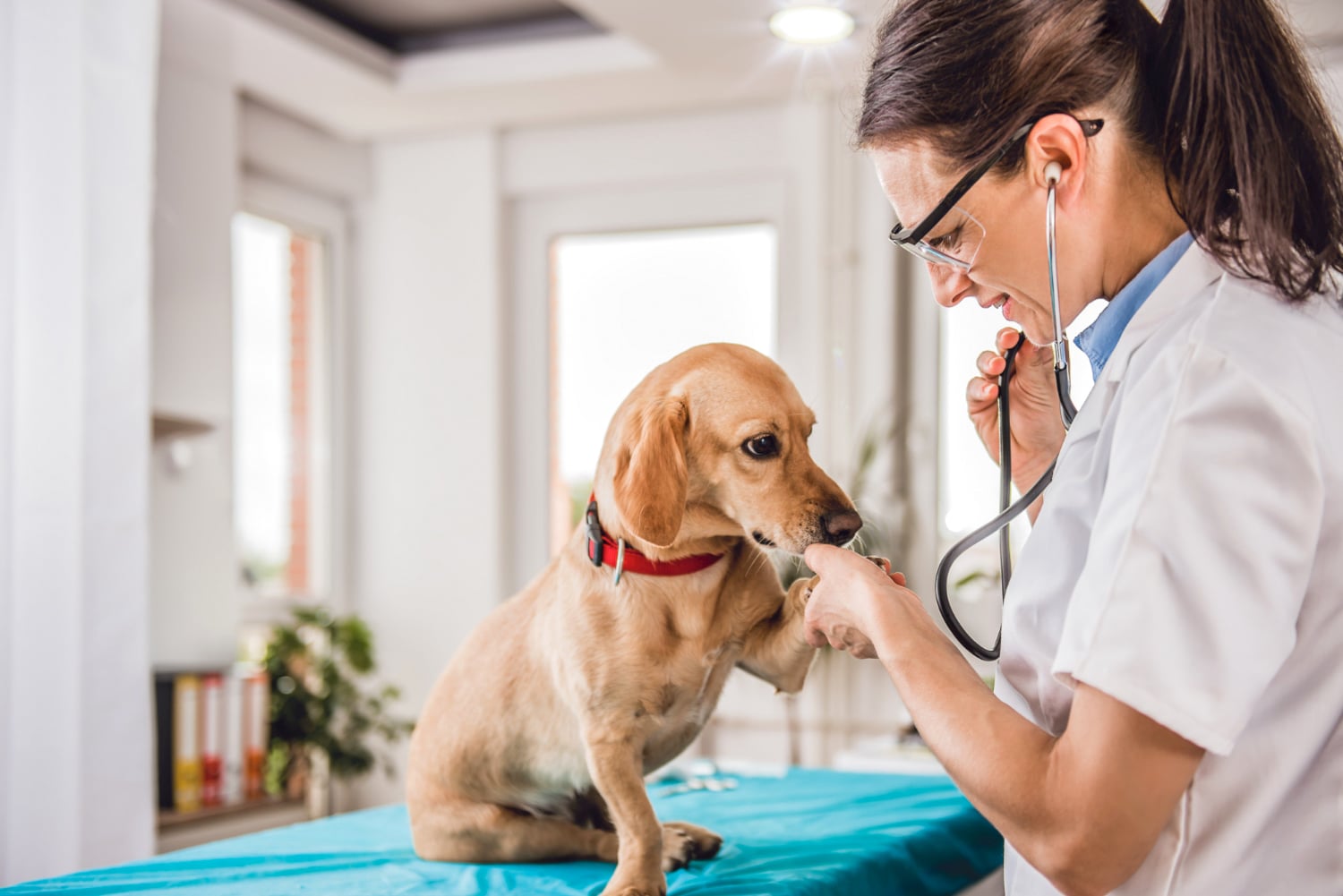 Les avantages d'une mutuelle santé pour votre animal - Quelle Assurance ...